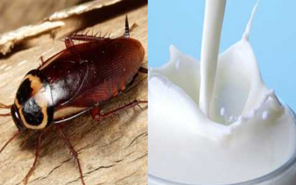 Cockroach milk is 4 times better than cow's milk